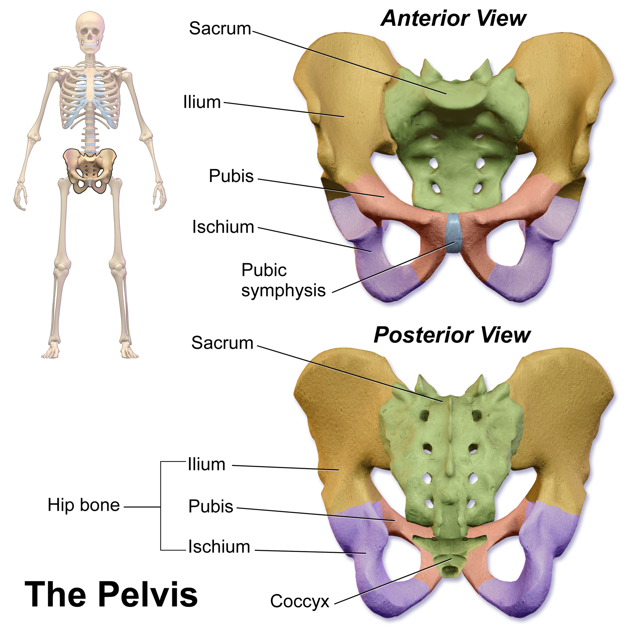 Identify The Bones Of The Shoulder And Pelvic Girdles Identify The Bones Of The Shoulder And Pelvic Girdles