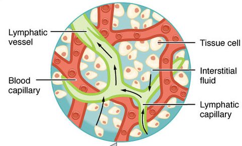 17 3 Lymphatic System Human Biology 17 3 Lymphatic System Human Biology