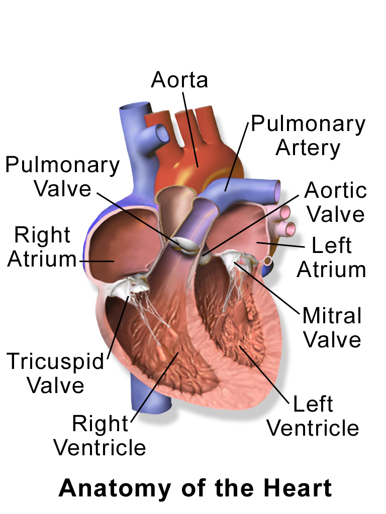 14 2 Introduction To The Cardiovascular System Human Biology