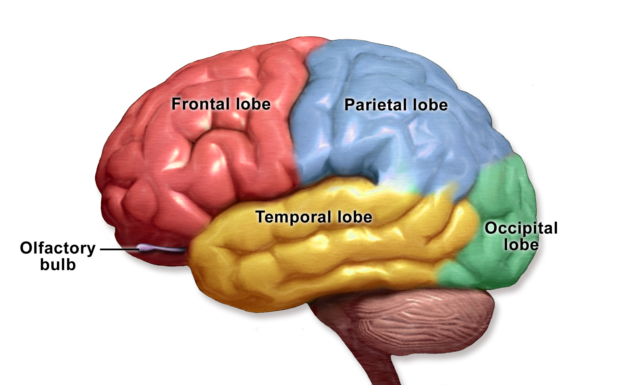 Central Nervous System Brain Lobes