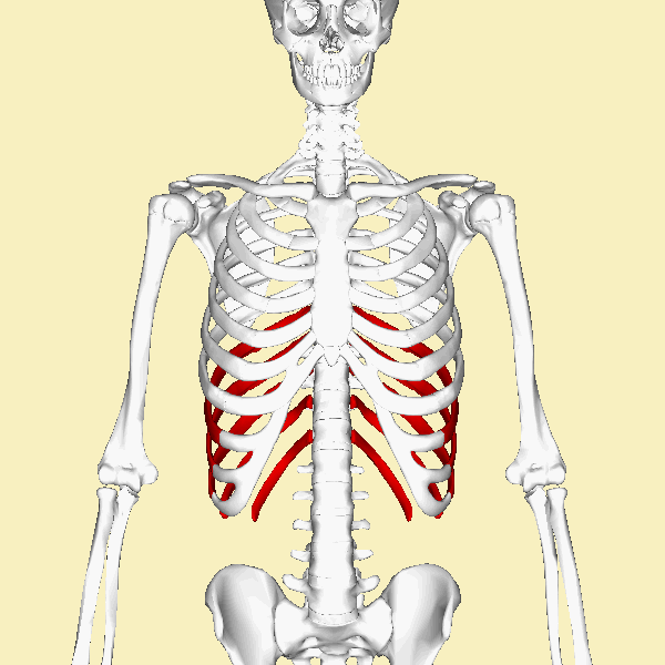 11 3 Divisions Of The Skeletal System Human Biology 11 3 Divisions Of The Skeletal System Human Biology