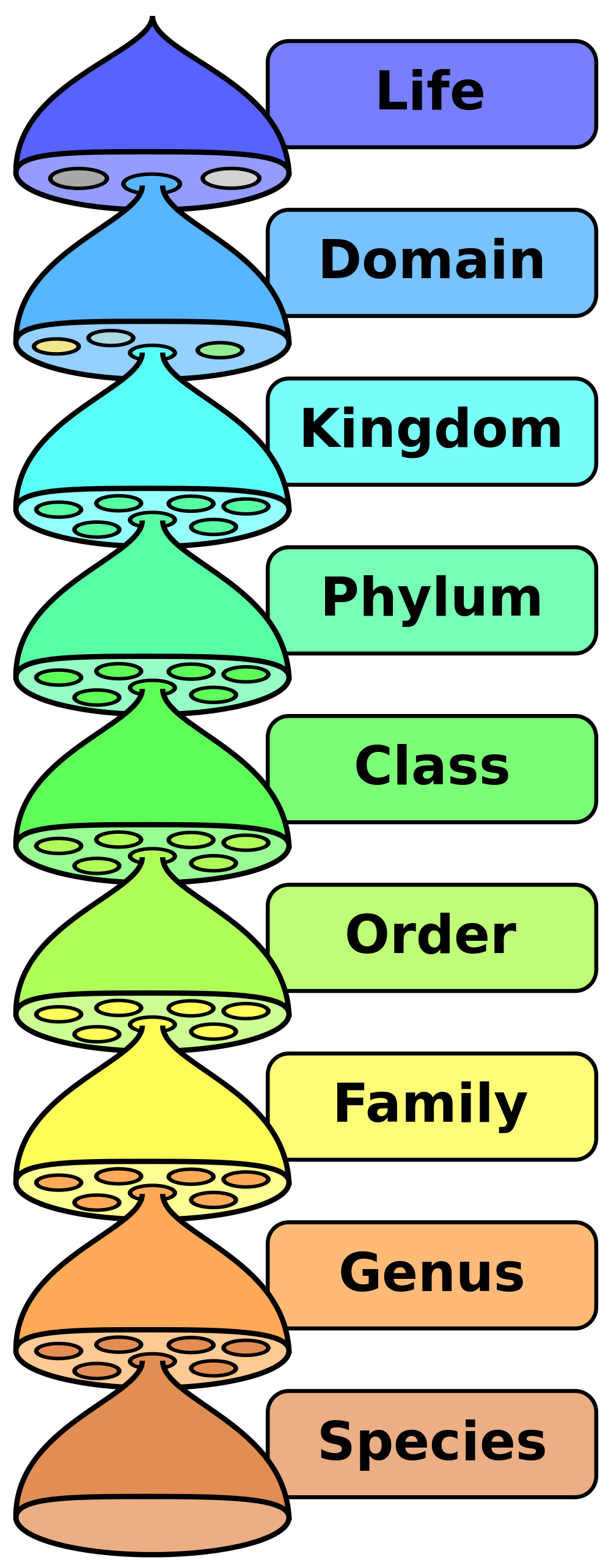 2.4 Diversity of Life – Human Biology