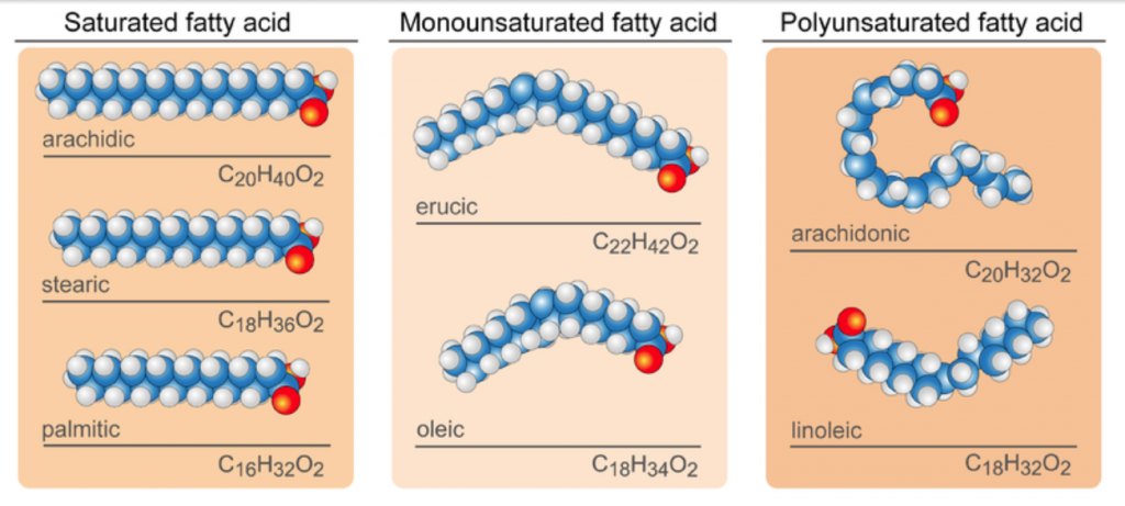 3.5 Lipids – Human Biology