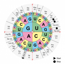 5.6 Genetic Code – Human Biology