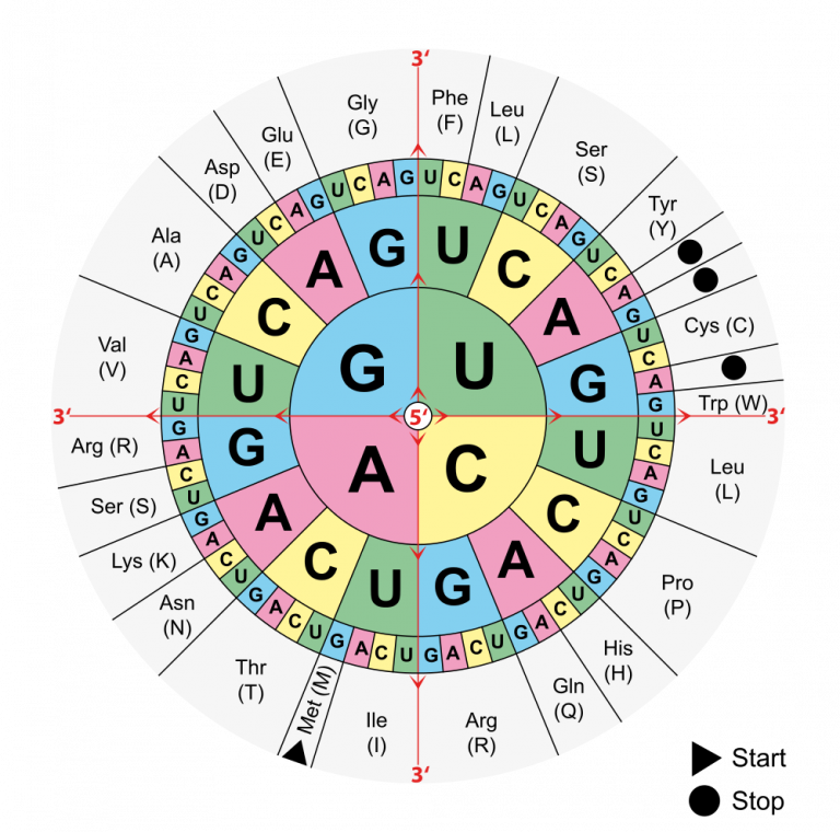 5.6 Genetic Code – Human Biology