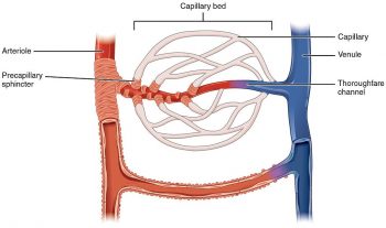 14.4 Blood Vessels – Human Biology