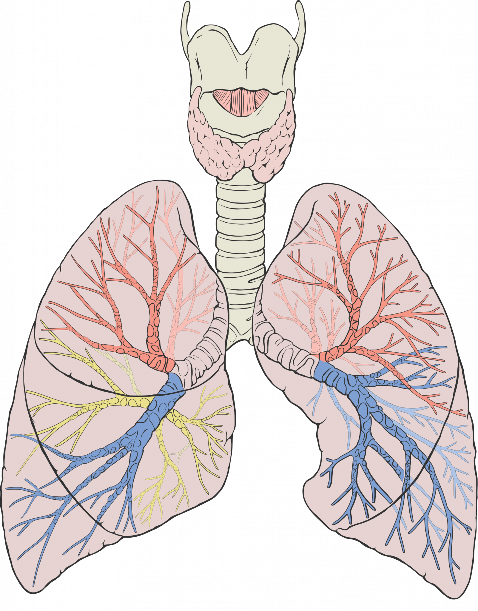 13.2 Structure and Function of the Respiratory System – Human Biology