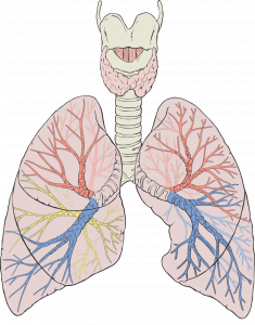 13.2 Structure and Function of the Respiratory System – Human Biology