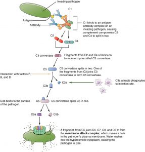 17.4 Innate Immune System – Human Biology