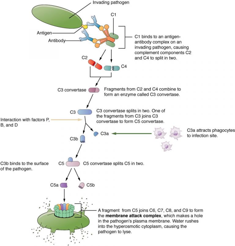 17.4 Innate Immune System – Human Biology