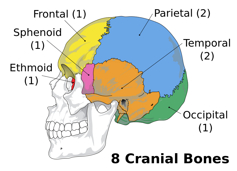 11 3 Divisions Of The Skeletal System Human Biology