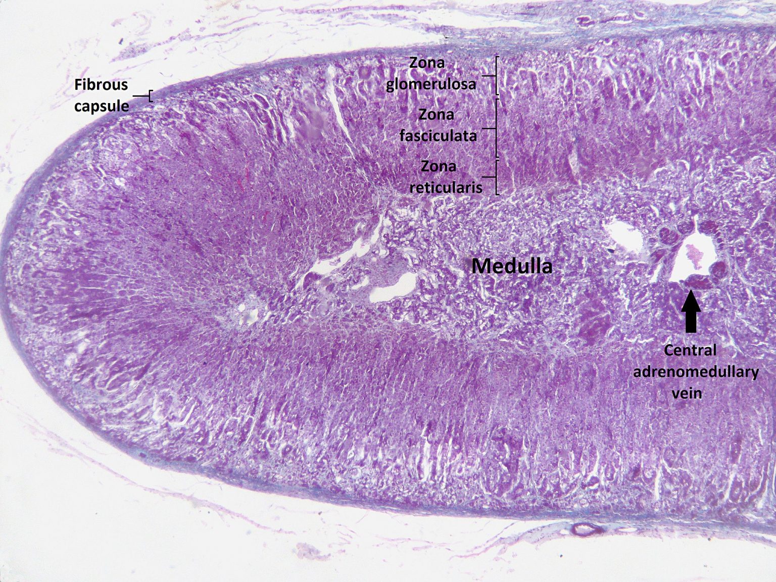 9.6 Adrenal Glands – Human Biology