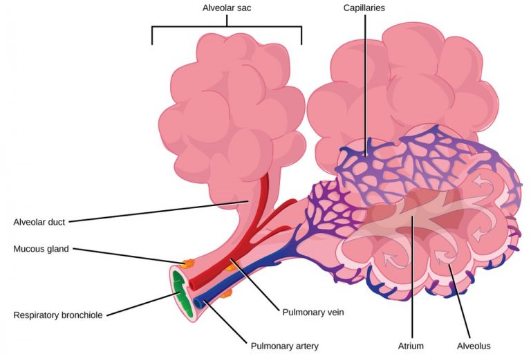 13.2 Structure and Function of the Respiratory System – Human Biology