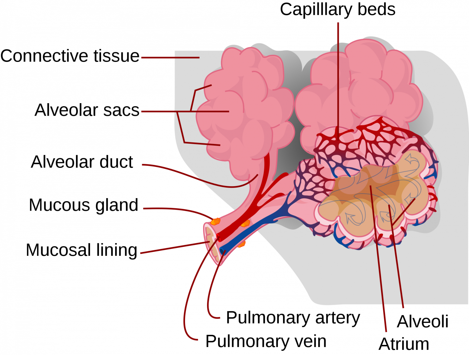 13.4 Gas Exchange – Human Biology