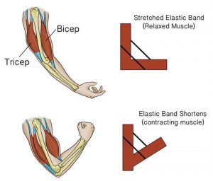 12.3 Types of Muscle Tissue – Human Biology
