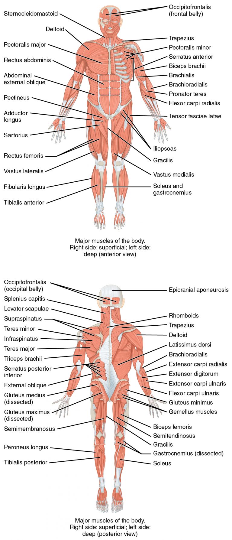 12.3 Types of Muscle Tissue – Human Biology