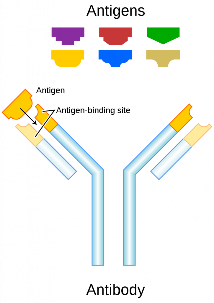 6.5 Variation in Blood Types – Human Biology