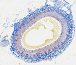14.4 Blood Vessels – Human Biology