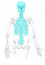 11 3 Divisions Of The Skeletal System Human Biology
