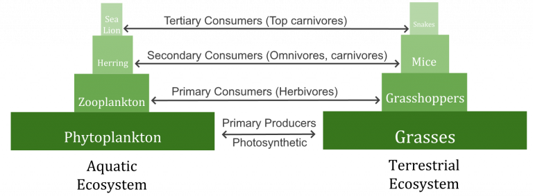 4.9 Energy Needs of Living Things – Human Biology