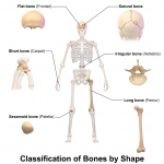 11.4 Structure of Bone – Human Biology