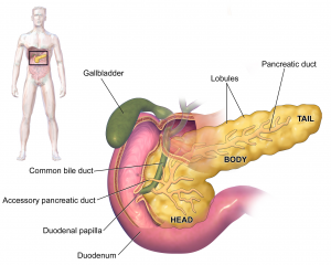 9.7 Pancreas – Human Biology