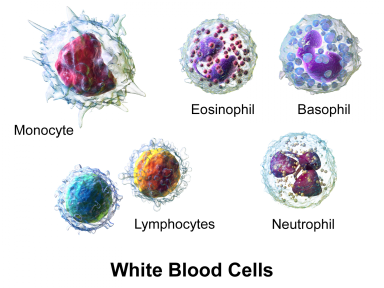 7.3 Human Cells and Tissues – Human Biology