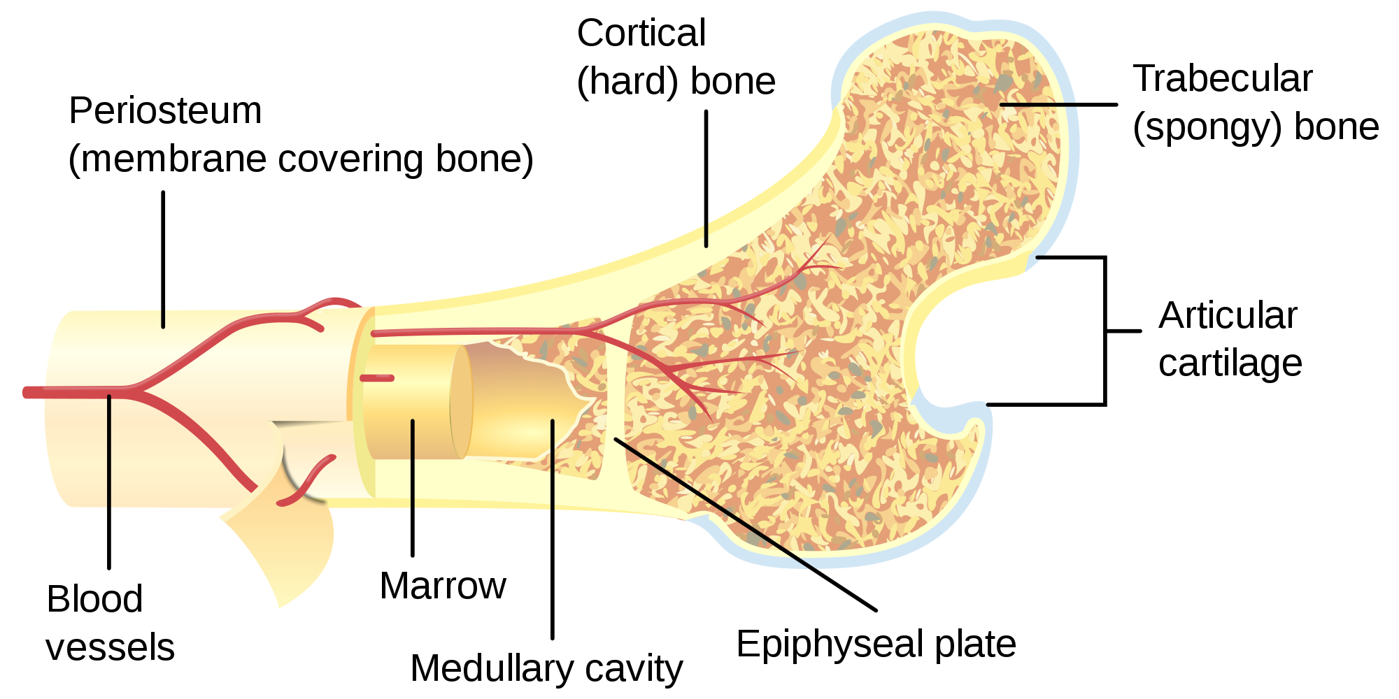 11 4 Structure Of Bone Human Biology
