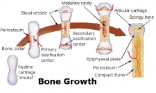 11.5 Bone Growth, Remodeling, and Repair – Human Biology