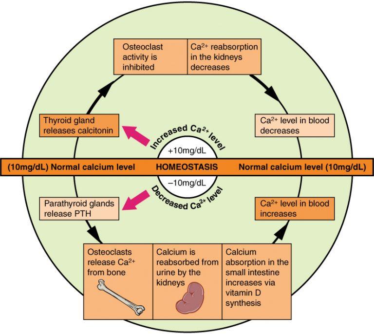 11 5 Bone Growth Remodeling And Repair Human Biology