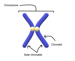 4.13 Mitosis and Cytokinesis – Human Biology
