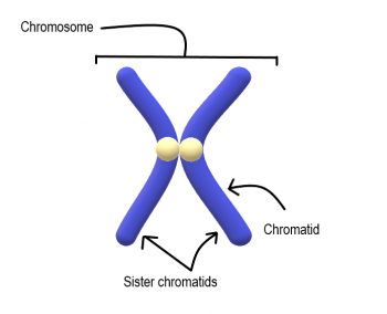 4.13 Mitosis and Cytokinesis – Human Biology