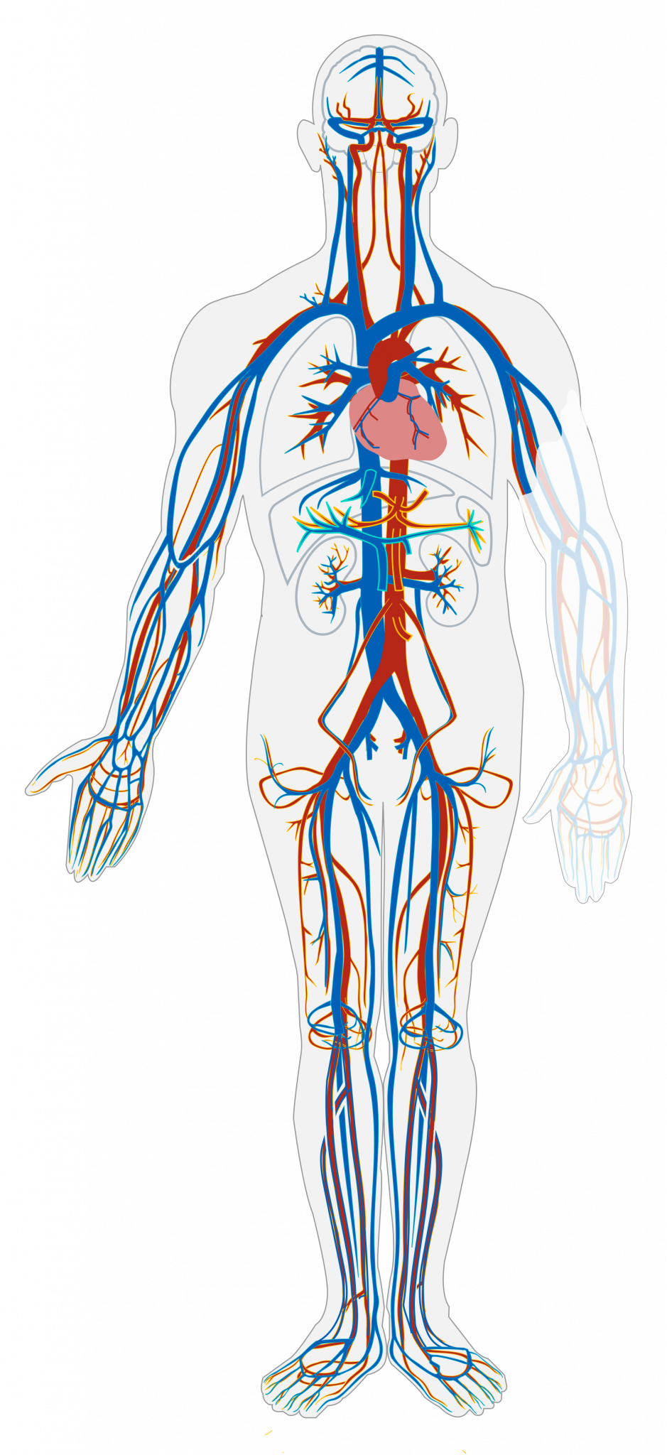 14.2 Introduction to the Cardiovascular System – Human Biology