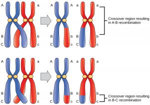 5.12 Sexual Reproduction, Meiosis, and Gametogenesis – Human Biology