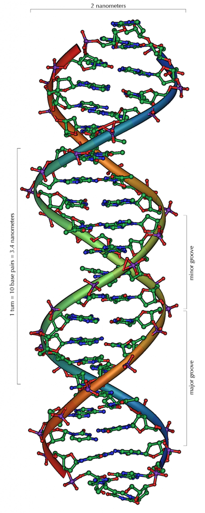 5.3 DNA – Human Biology