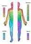8.6 Peripheral Nervous System – Human Biology