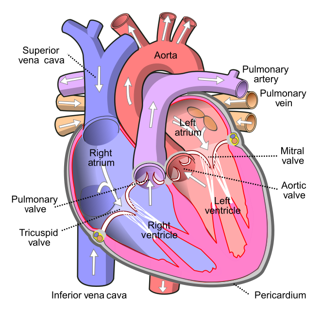 14 3 Heart Human Biology 14 3 Heart Human Biology
