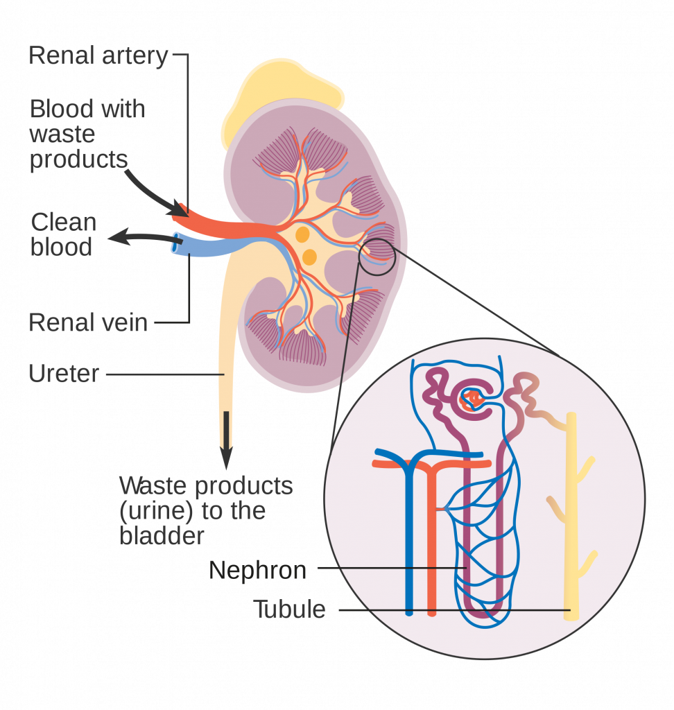 16.4 Kidneys – Human Biology
