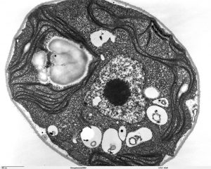 4.2 Discovery of Cells and Cell Theory – Human Biology