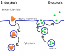 4.8 Active Transport – Human Biology