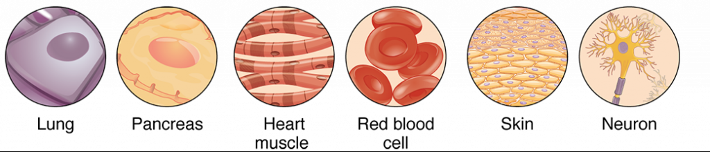7 2 Organization Of The Body Human Biology