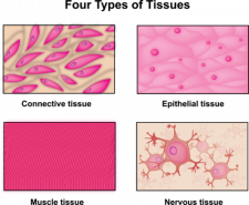 7.2 Organization of the Body – Human Biology