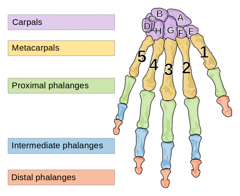 11.3 Divisions of the Skeletal System – Human Biology