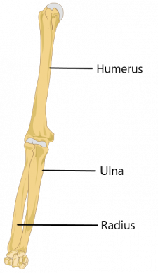 11.3 Divisions of the Skeletal System – Human Biology