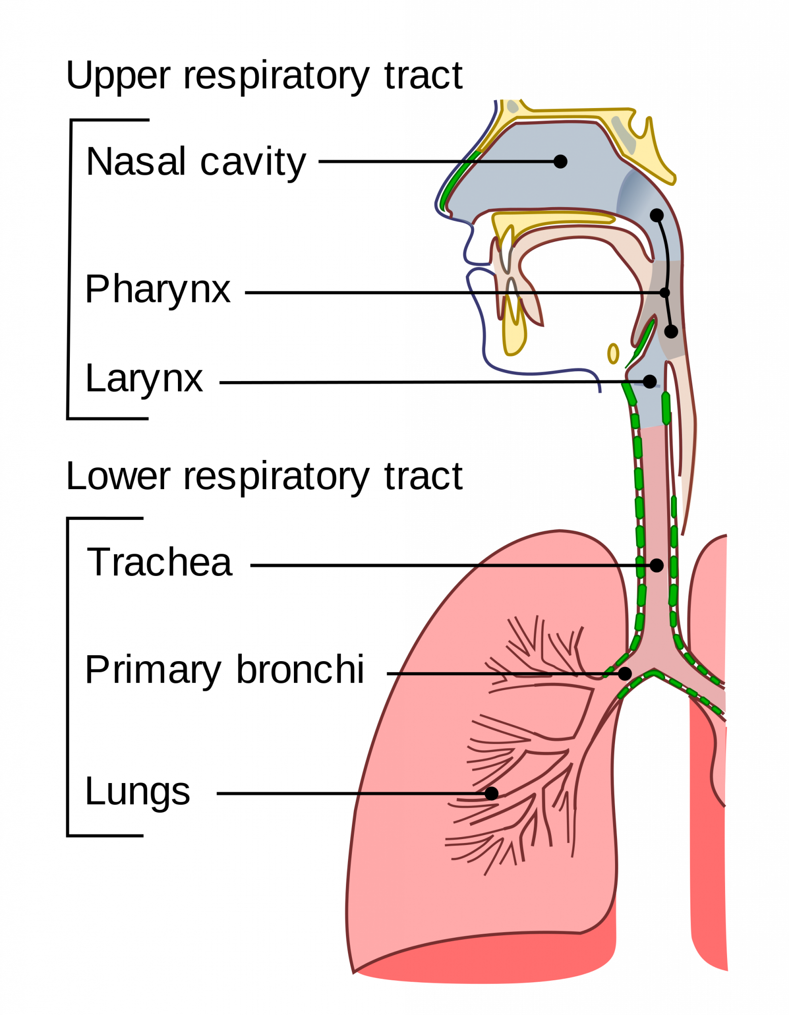 13 2 Structure And Function Of The Respiratory System Human Biology