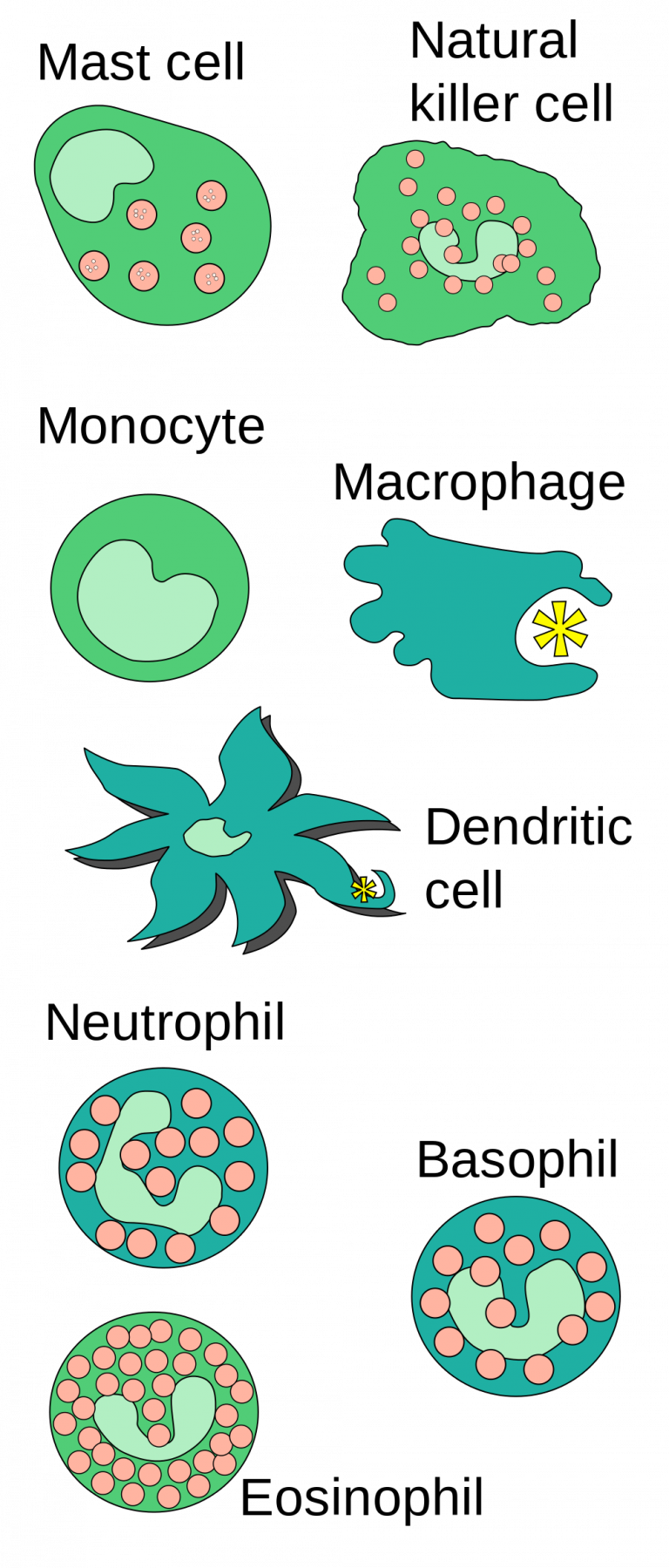 17.4 Innate Immune System – Human Biology