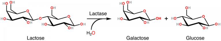 6.8 Nutritional Adaptation – Human Biology
