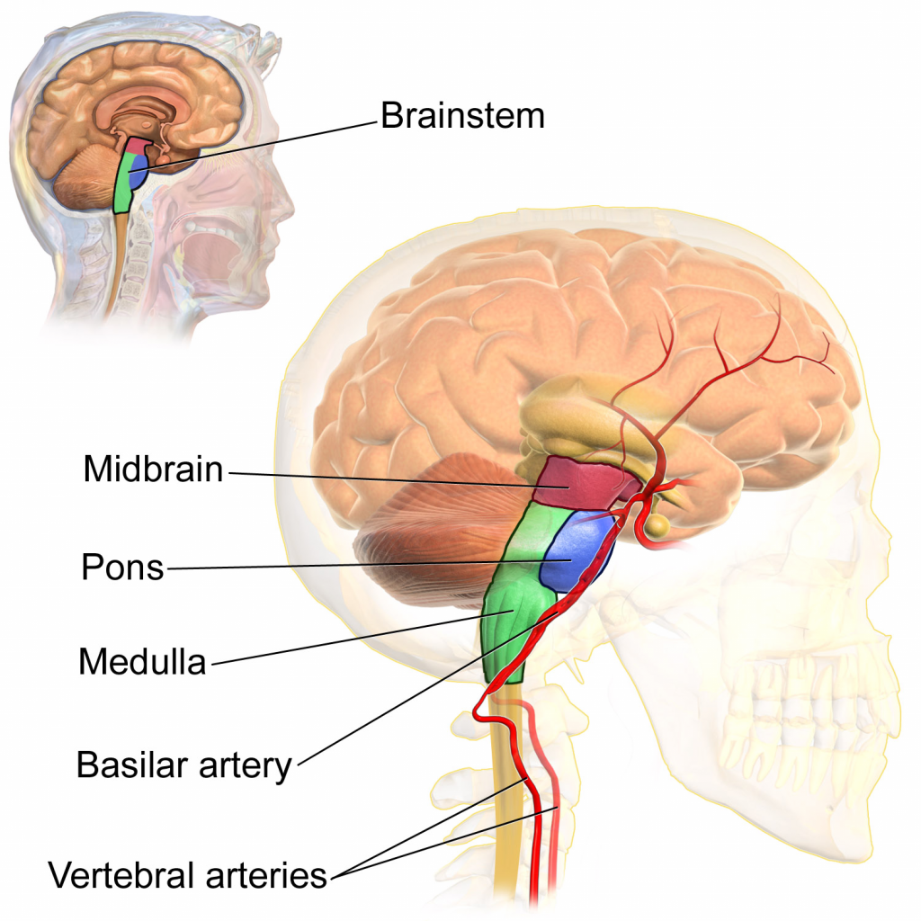 8.5 Central Nervous System – Human Biology