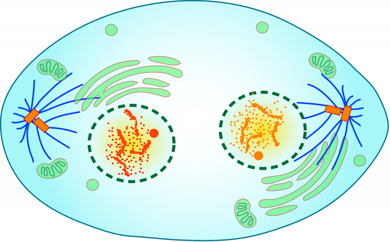 4.13 Mitosis and Cytokinesis – Human Biology