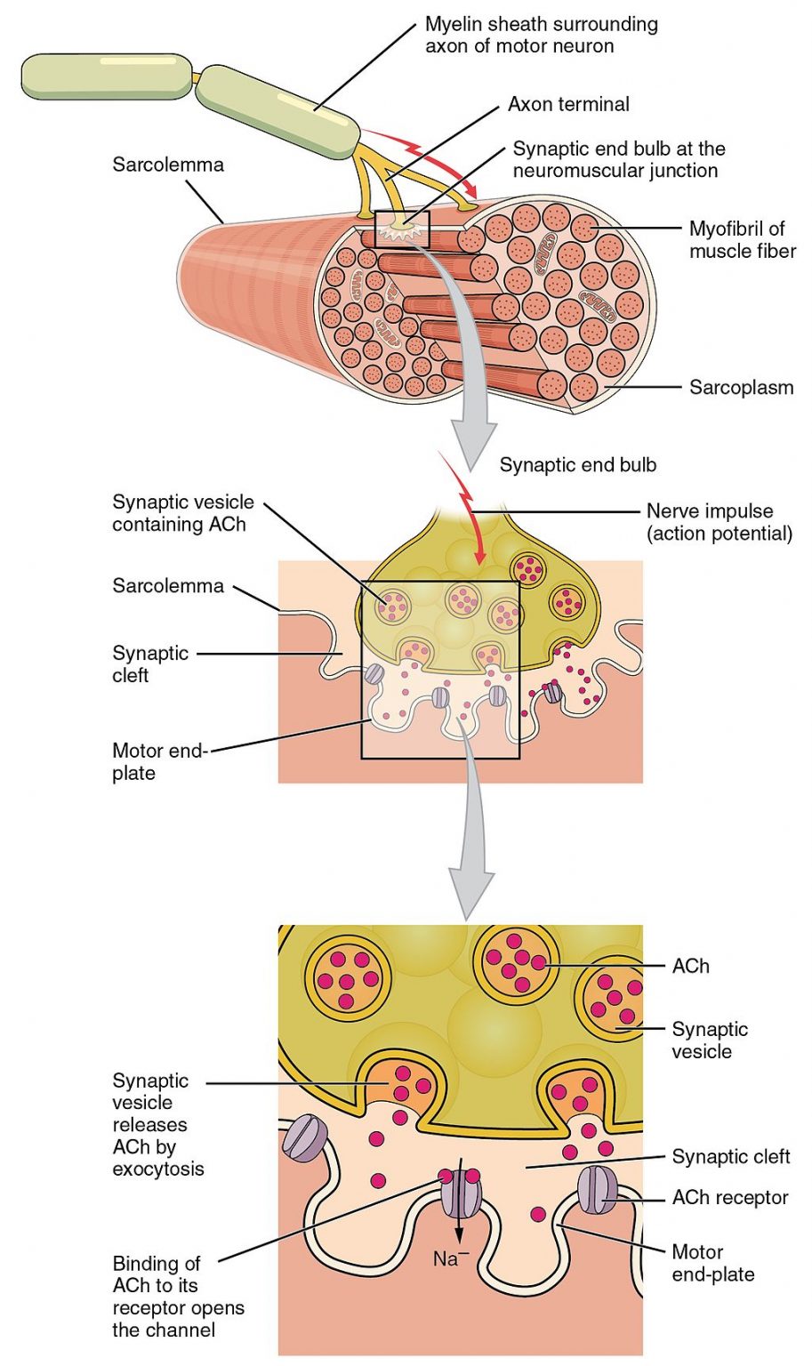 12.4 Muscle Contraction – Human Biology